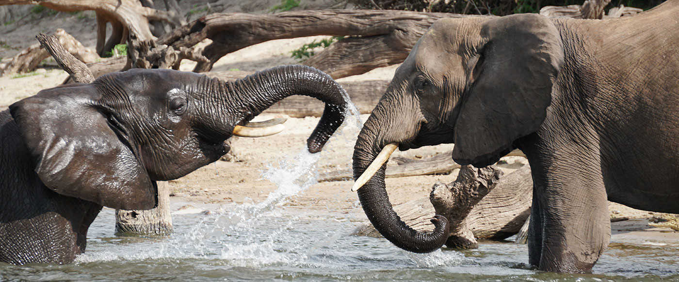 The Rich Wildlife of Namibia: A Photo Essay | Andrew Harper