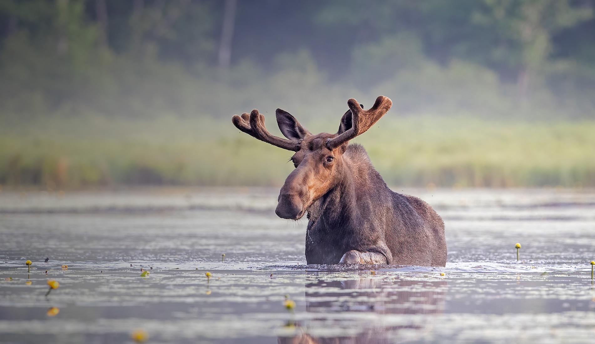 Home | Andrew Harper