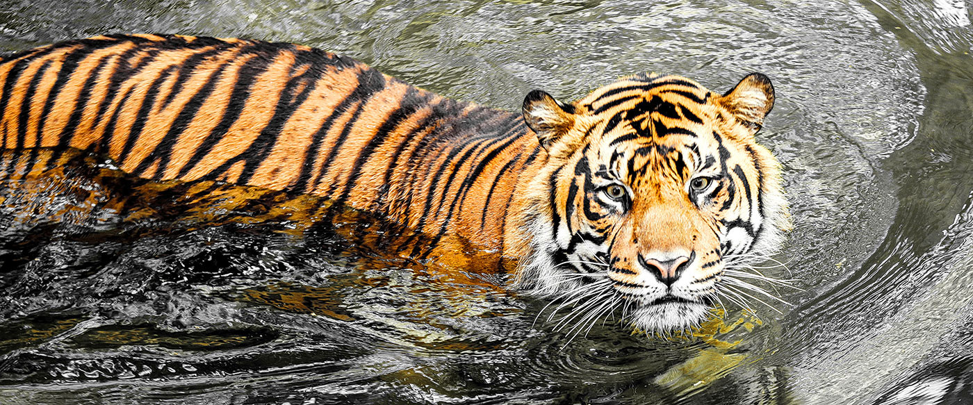 Five Endangered Species in Indonesia | Andrew Harper