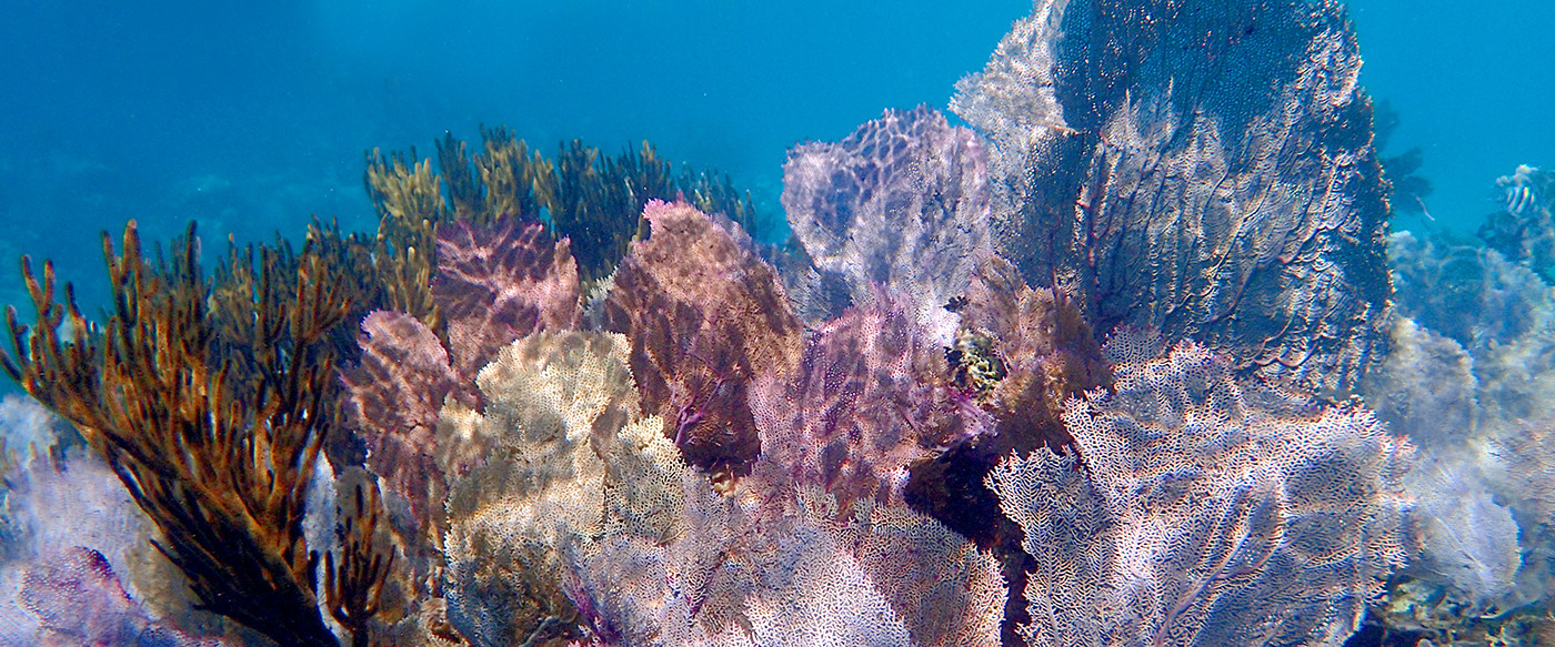 Excursions: Snorkeling Mexico Rocks | Andrew Harper