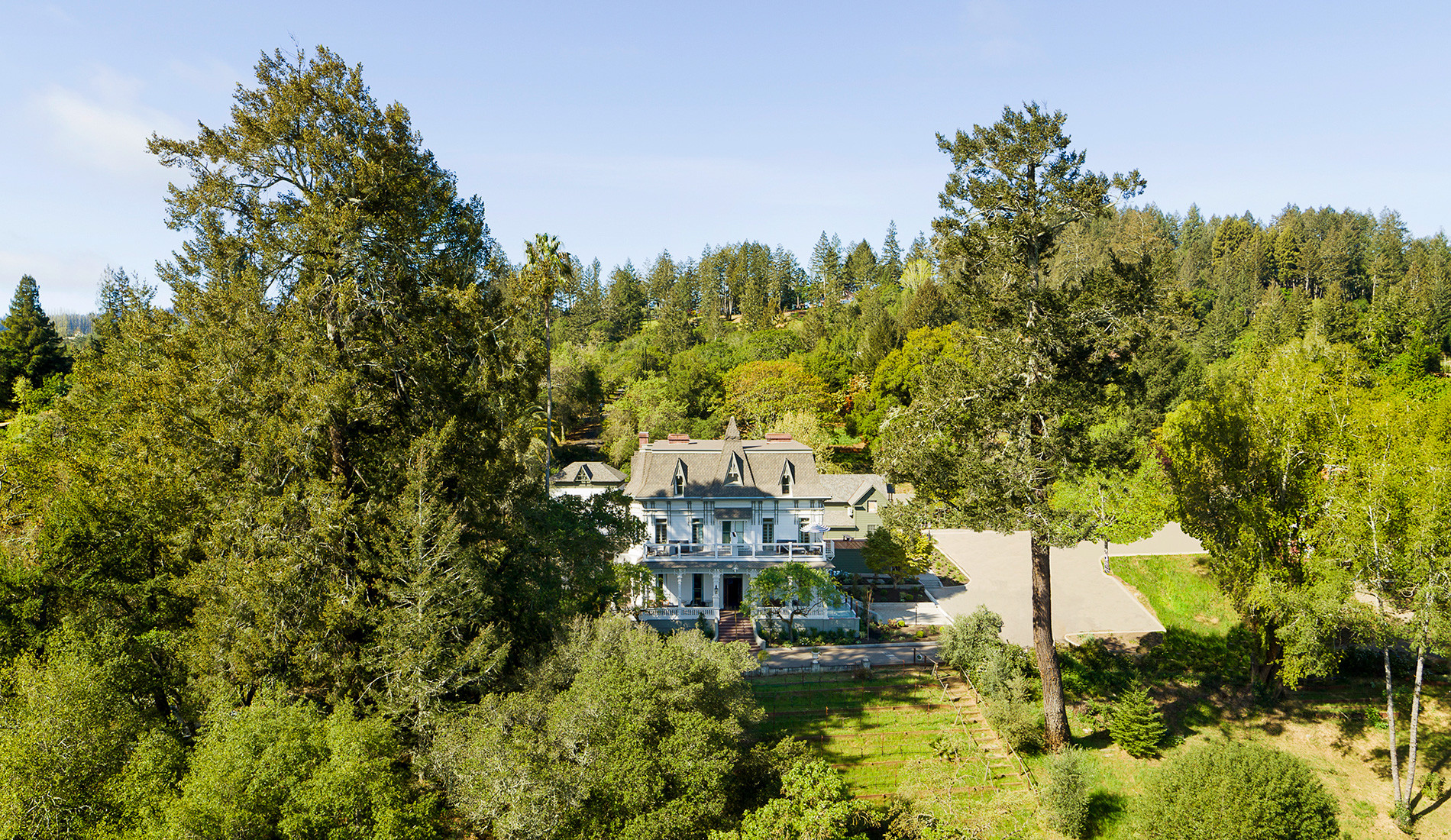 The Madrona Reborn | Andrew Harper