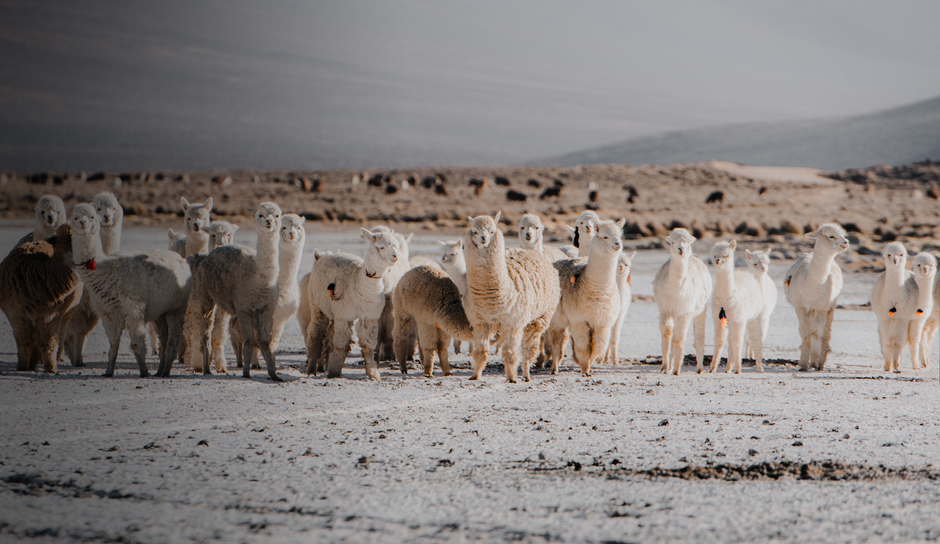 Harper Collection | Andrew Harper