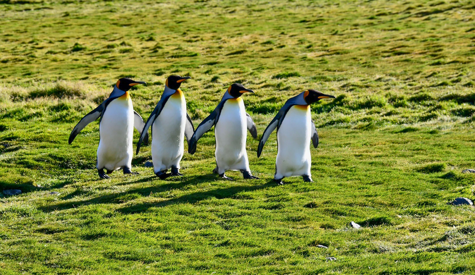 Member Spotlight: Lisa and David Reath | Andrew Harper